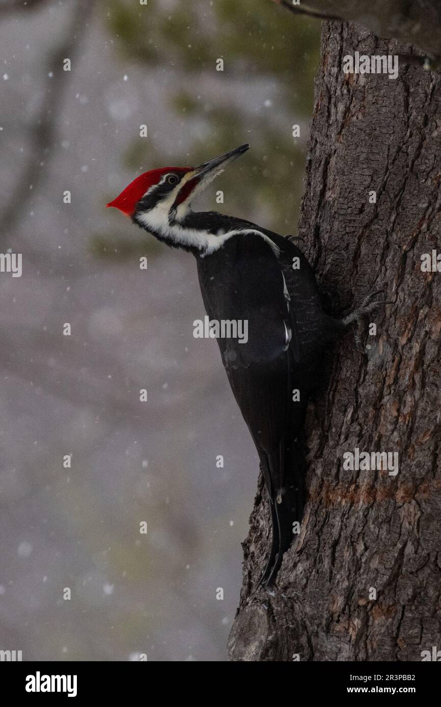 Pilleated woodpecker clinging onto tree Stock Photo - Alamy