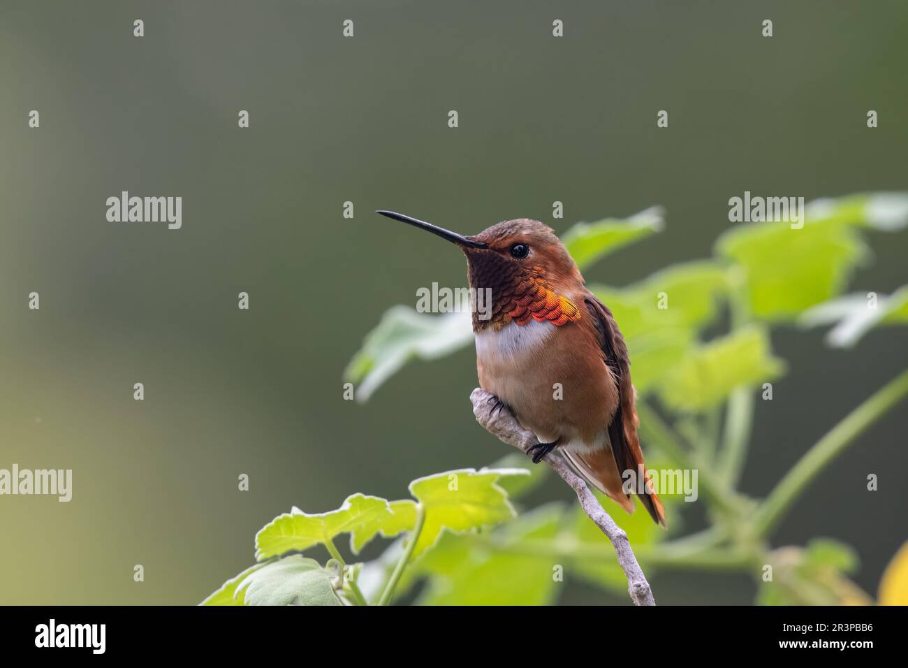 Rufous hummingbird on a perch Stock Photo - Alamy