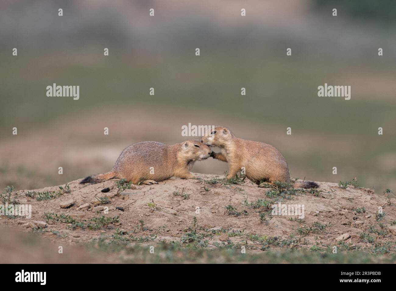 Black-tailed prairie dogs showing affection Stock Photo - Alamy