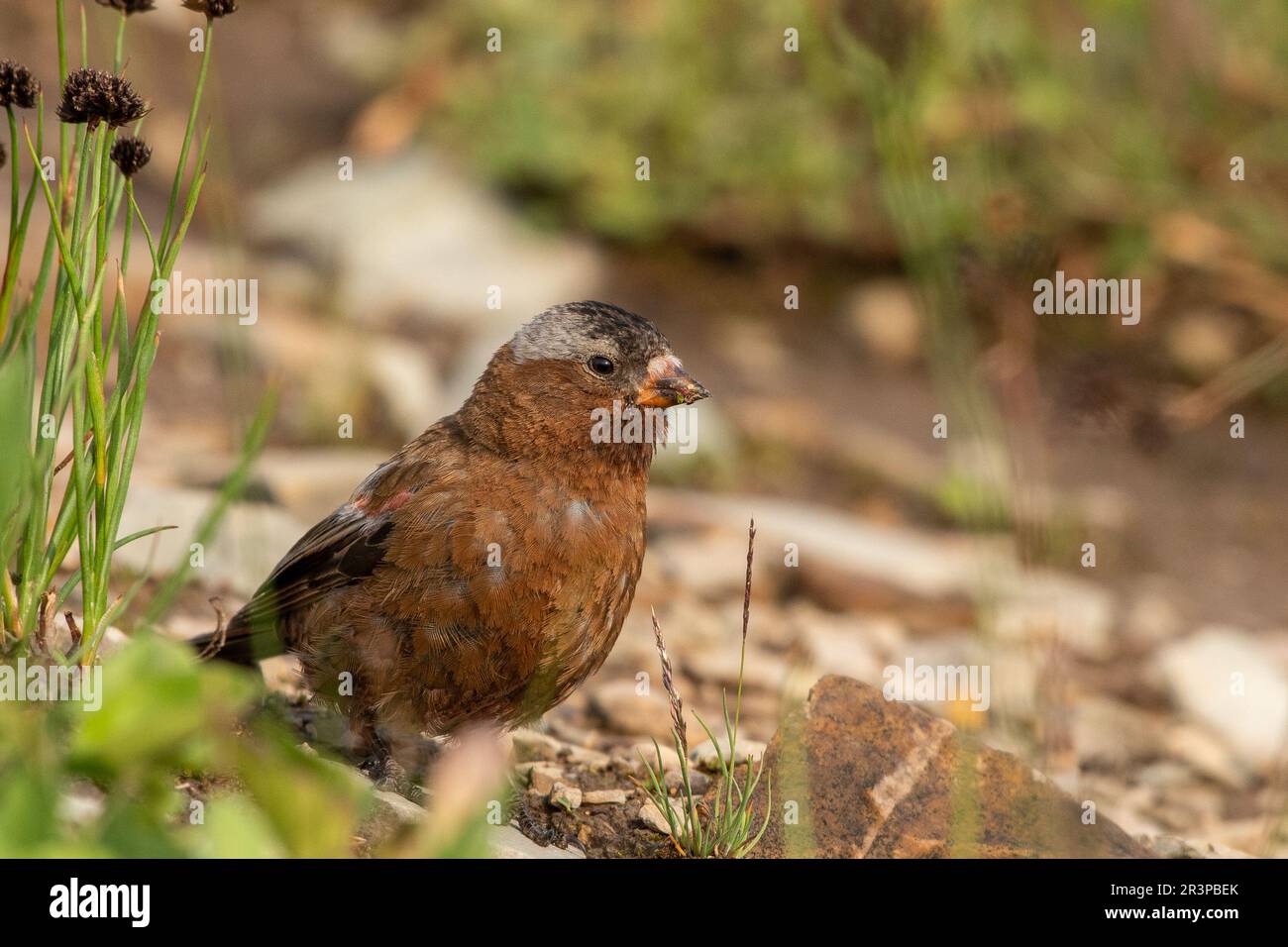 Gray-crowned rosy-finch in grassy meadow Stock Photo - Alamy