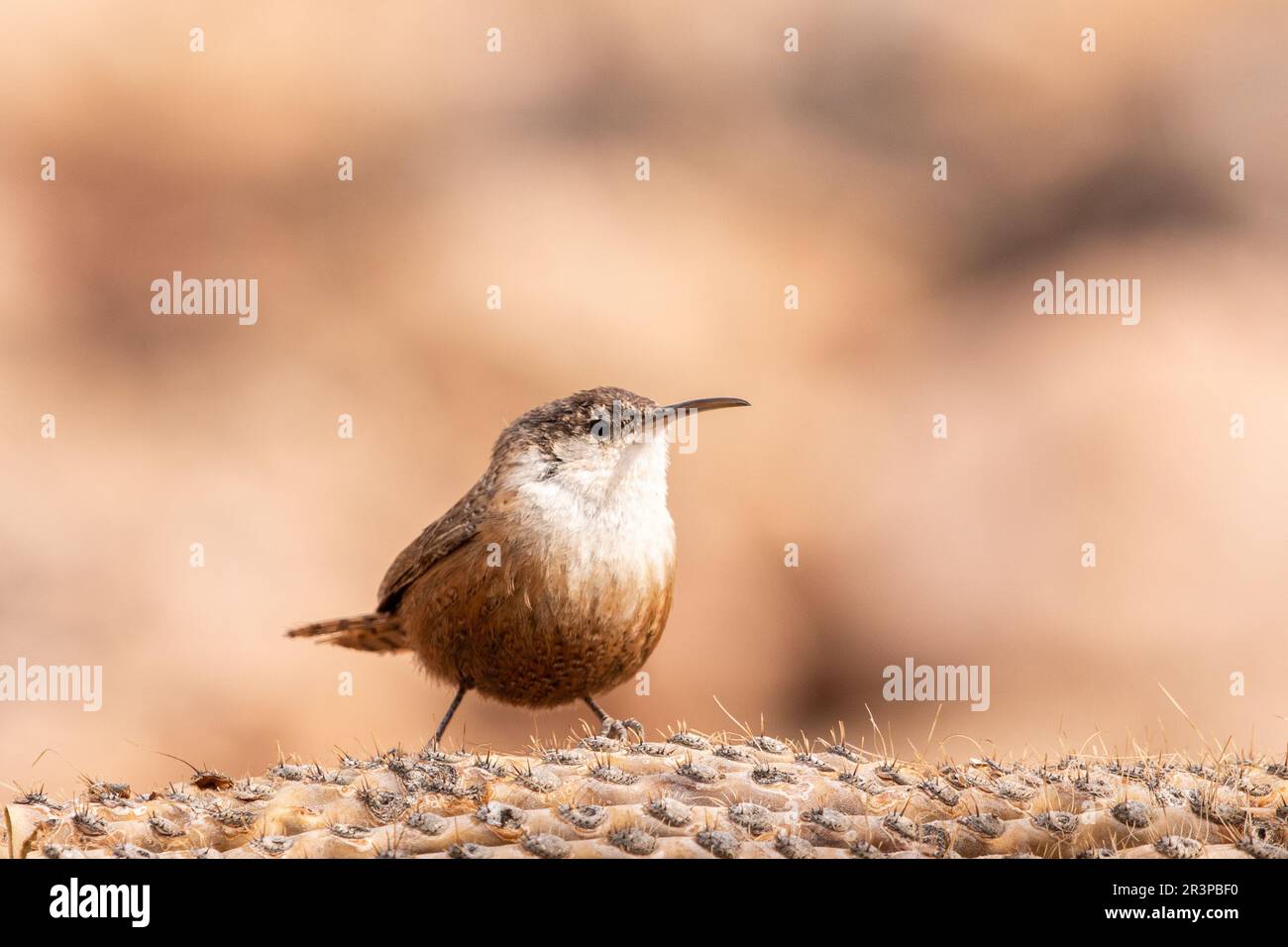 Canyon wren bird hi-res stock photography and images - Alamy