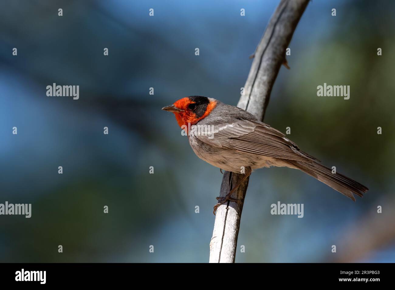 Red-faced warbler sitting on a perch Stock Photo - Alamy