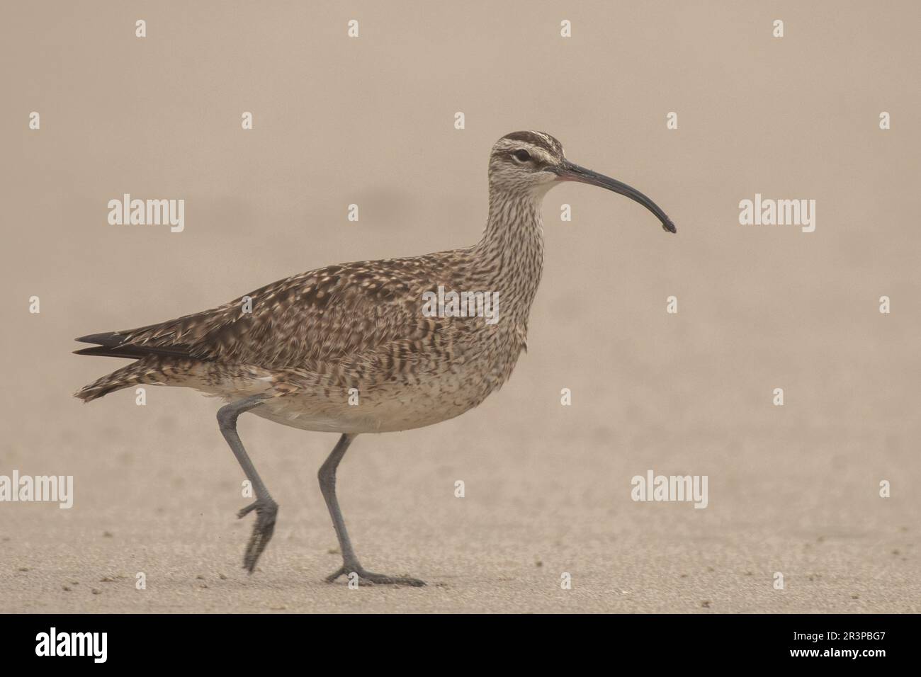 Whimbrel walking hi-res stock photography and images - Alamy