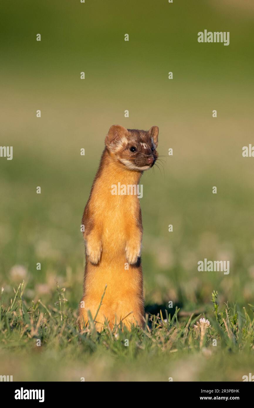 Long tailed weasel mustela frenata hi-res stock photography and images ...