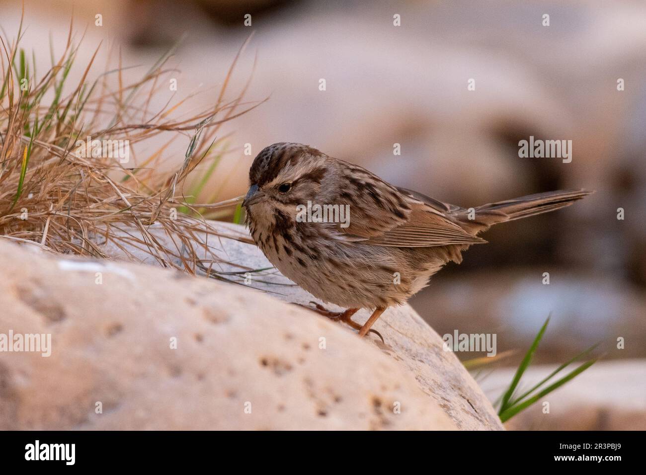 Swamp sparrow hi-res stock photography and images - Alamy