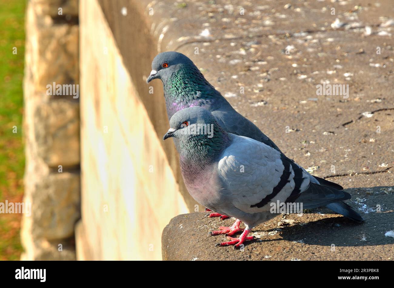 Two pigeons on a concrete wall. Pigeons on old gothic wall, photo with ...