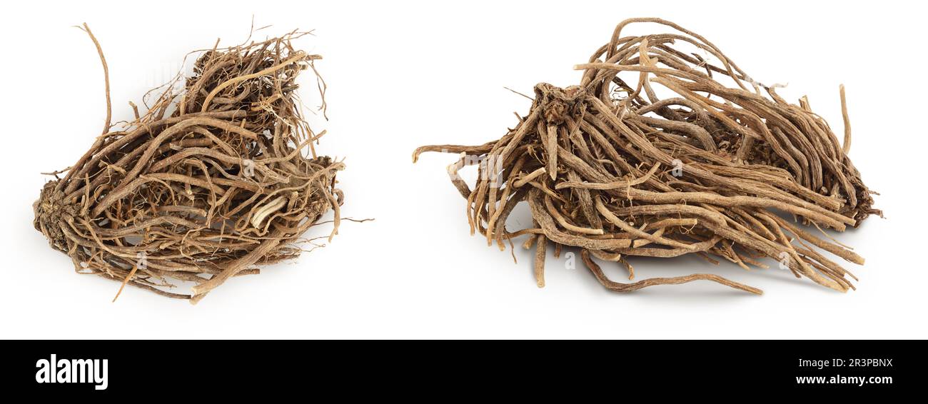 Dried Valerian root isolated on white background. Valeriana officinalis ...
