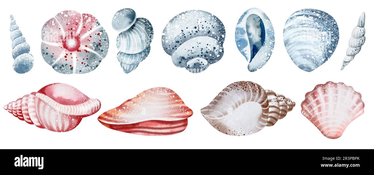 Set of Seashells on isolated white background, watercolor illustration ...
