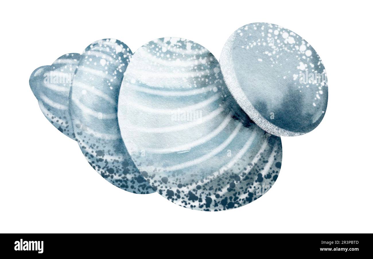 Set of Seashells on isolated white background, watercolor illustration ...