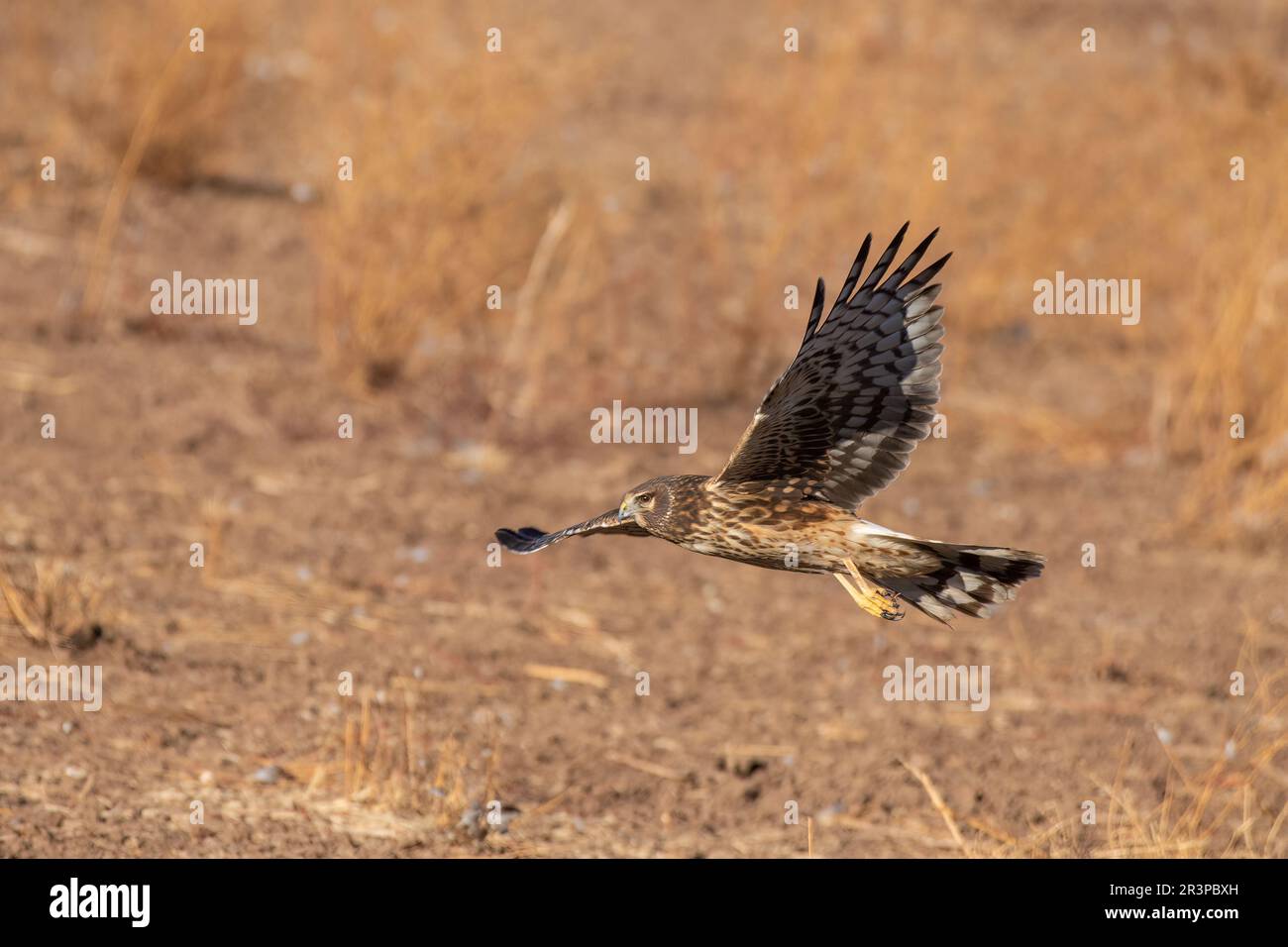 Northern harrier feather hi-res stock photography and images - Alamy