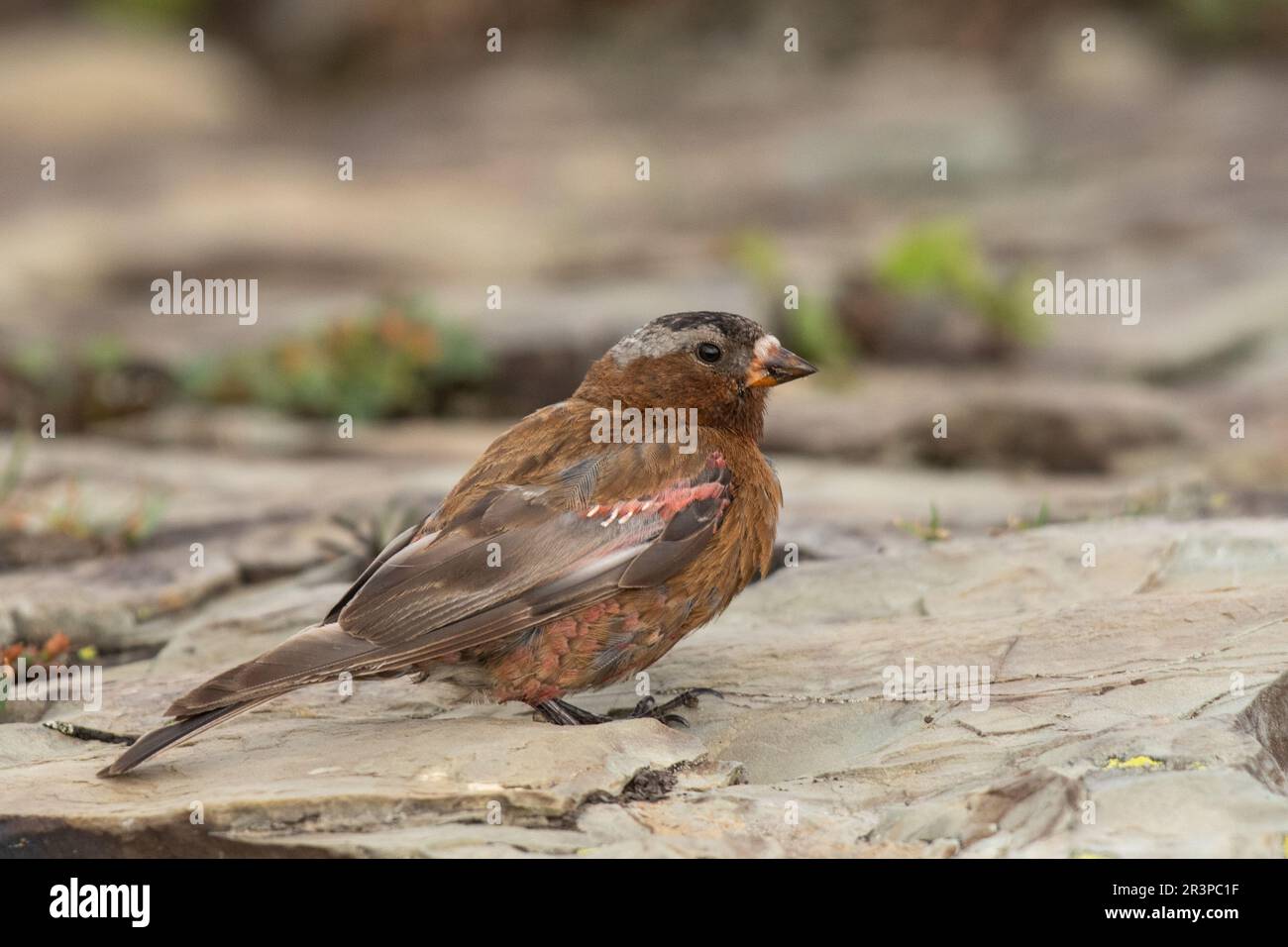 Gray-crowned rosy-finch sitting on a rock Stock Photo - Alamy