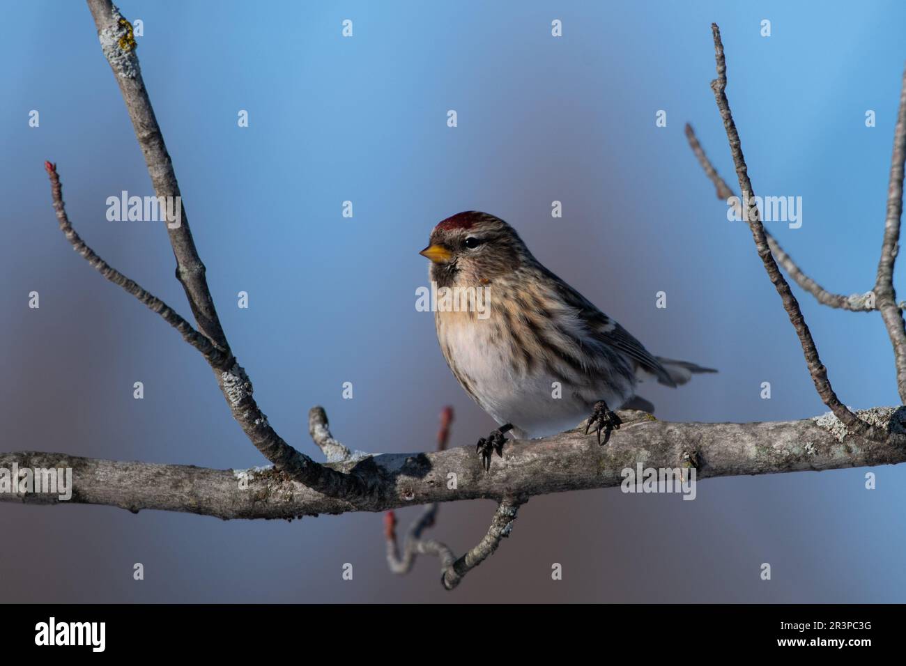 Common redpoll sitting on hi-res stock photography and images - Alamy