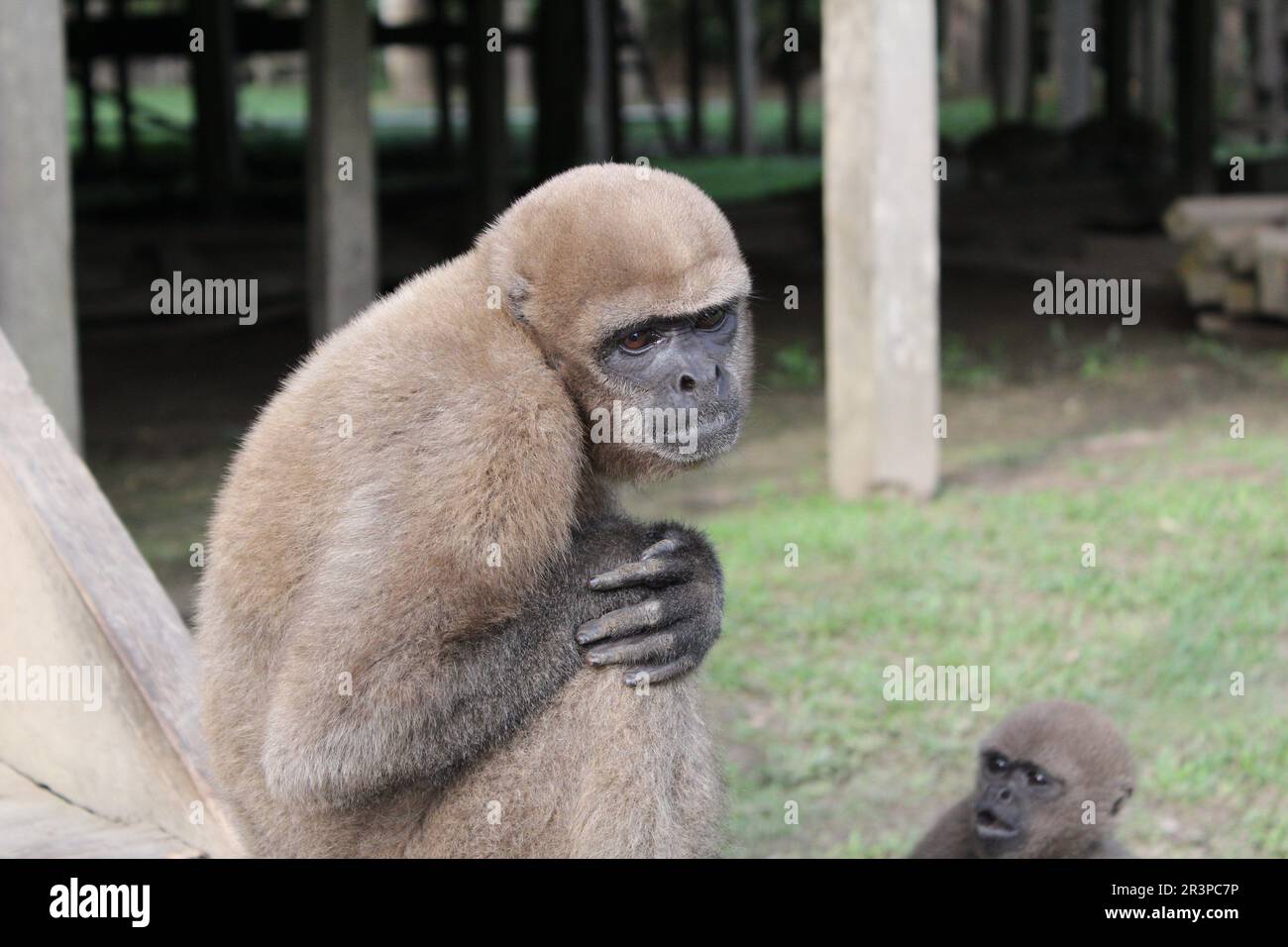 Humanized animals hi-res stock photography and images - Alamy