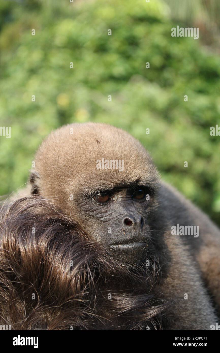 Peru monkey island hi-res stock photography and images - Alamy