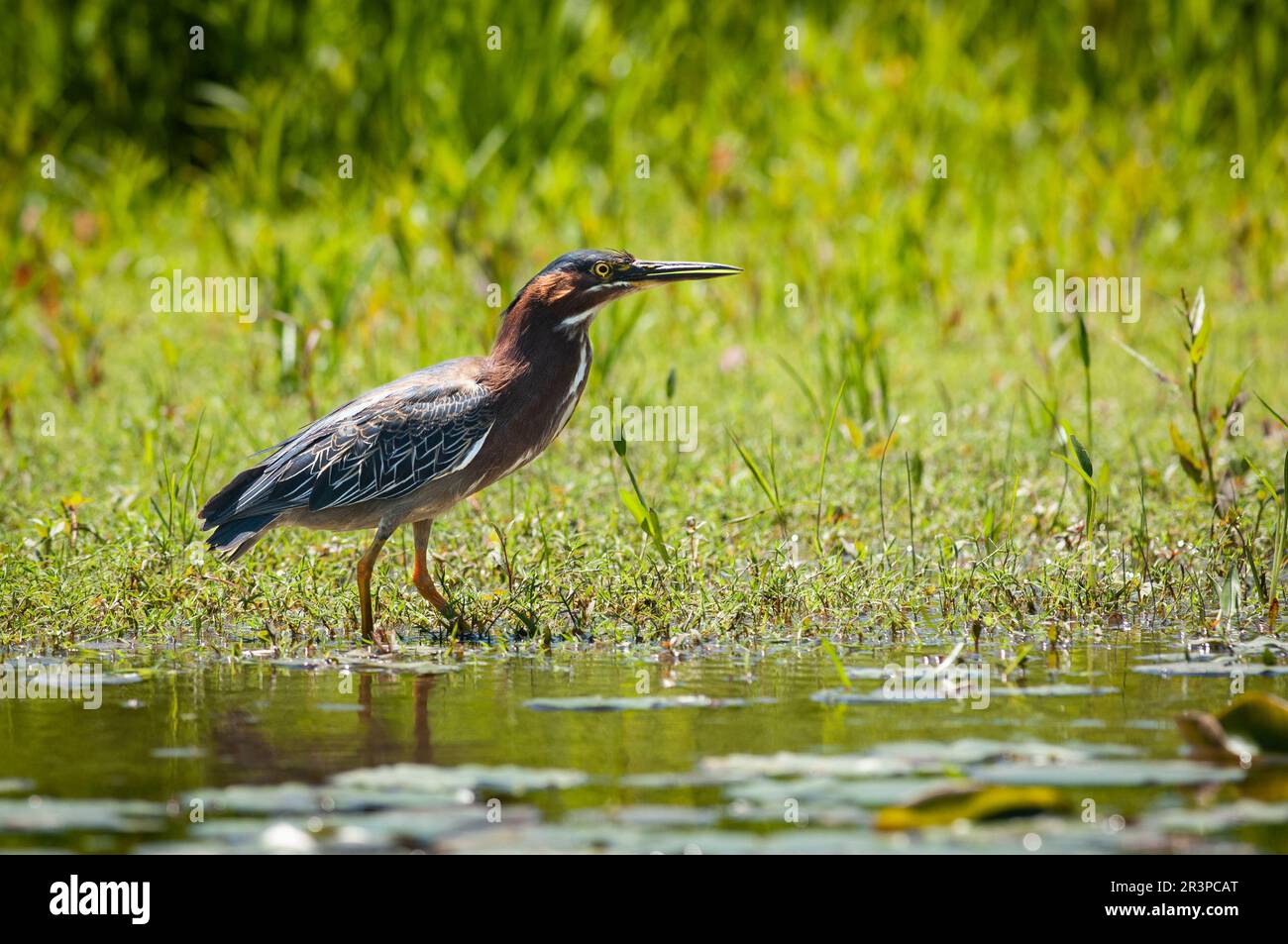 Summer food hunting hi-res stock photography and images - Alamy