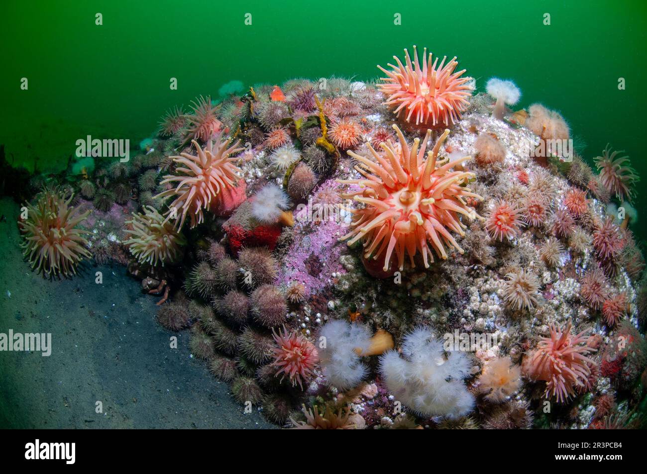 Colorful Sea Anemones underwater in the St. Lawrence River Stock Photo ...