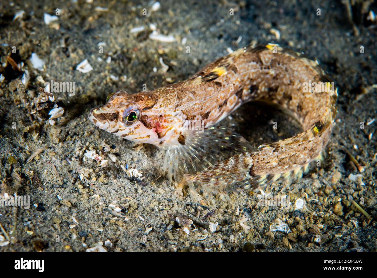 Arctic Shanny underwater in the St. Lawrence River Stock Photo - Alamy