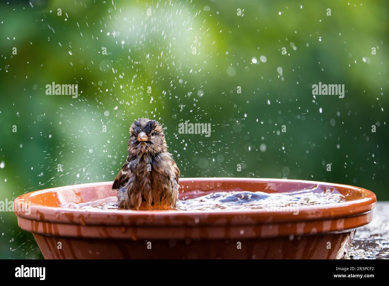 House sparrow bathing and splashing water in a birdbath on a hot summer ...