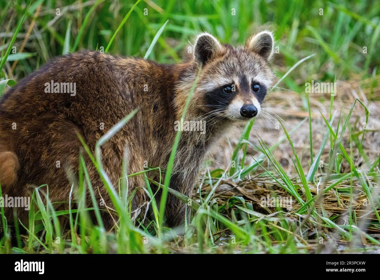 Raccoon foraging for in a national park Stock Photo - Alamy
