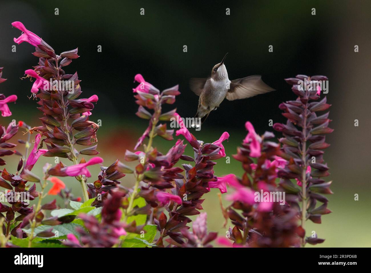 Hummingbird hovers over hybrid fuchsia salvia in summer in Wisconsin ...