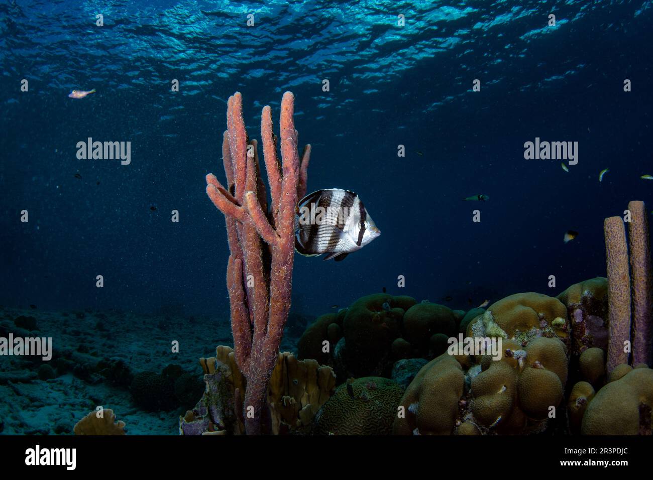 Caribbean fish species hi-res stock photography and images - Alamy