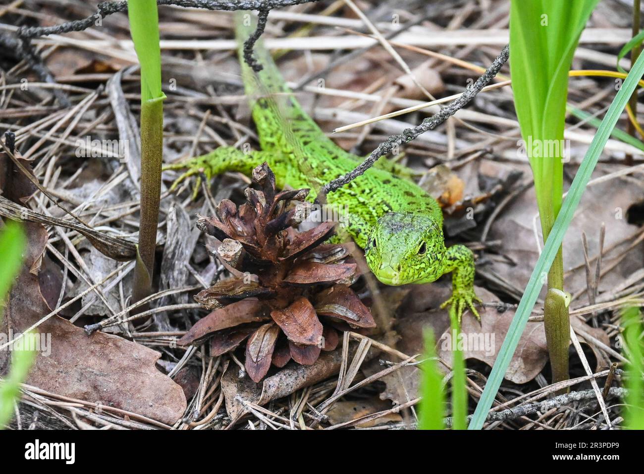 A nimble lizard in the wild. A green lizard on a background of dry ...