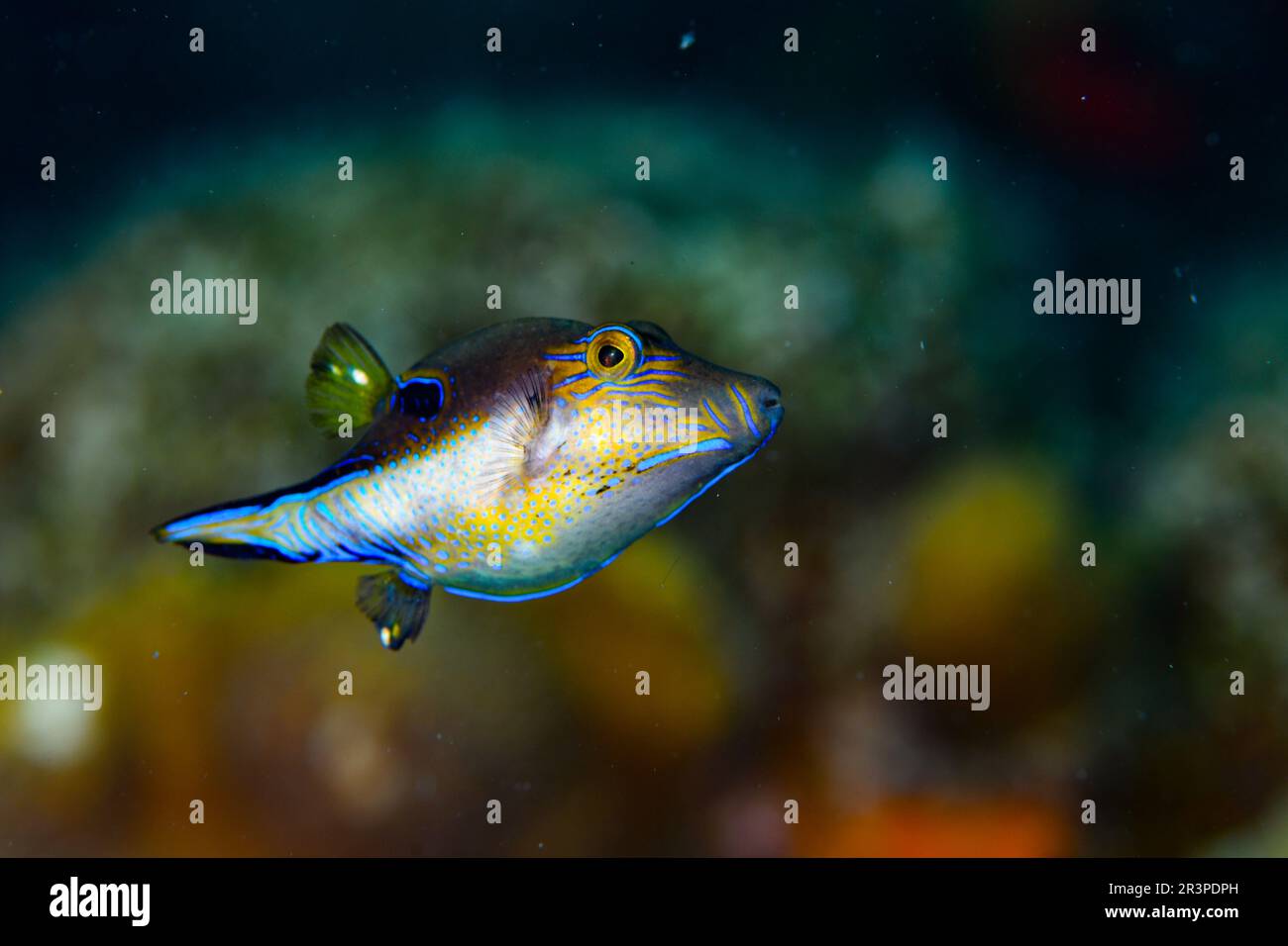 Caribbean fish species hi-res stock photography and images - Alamy