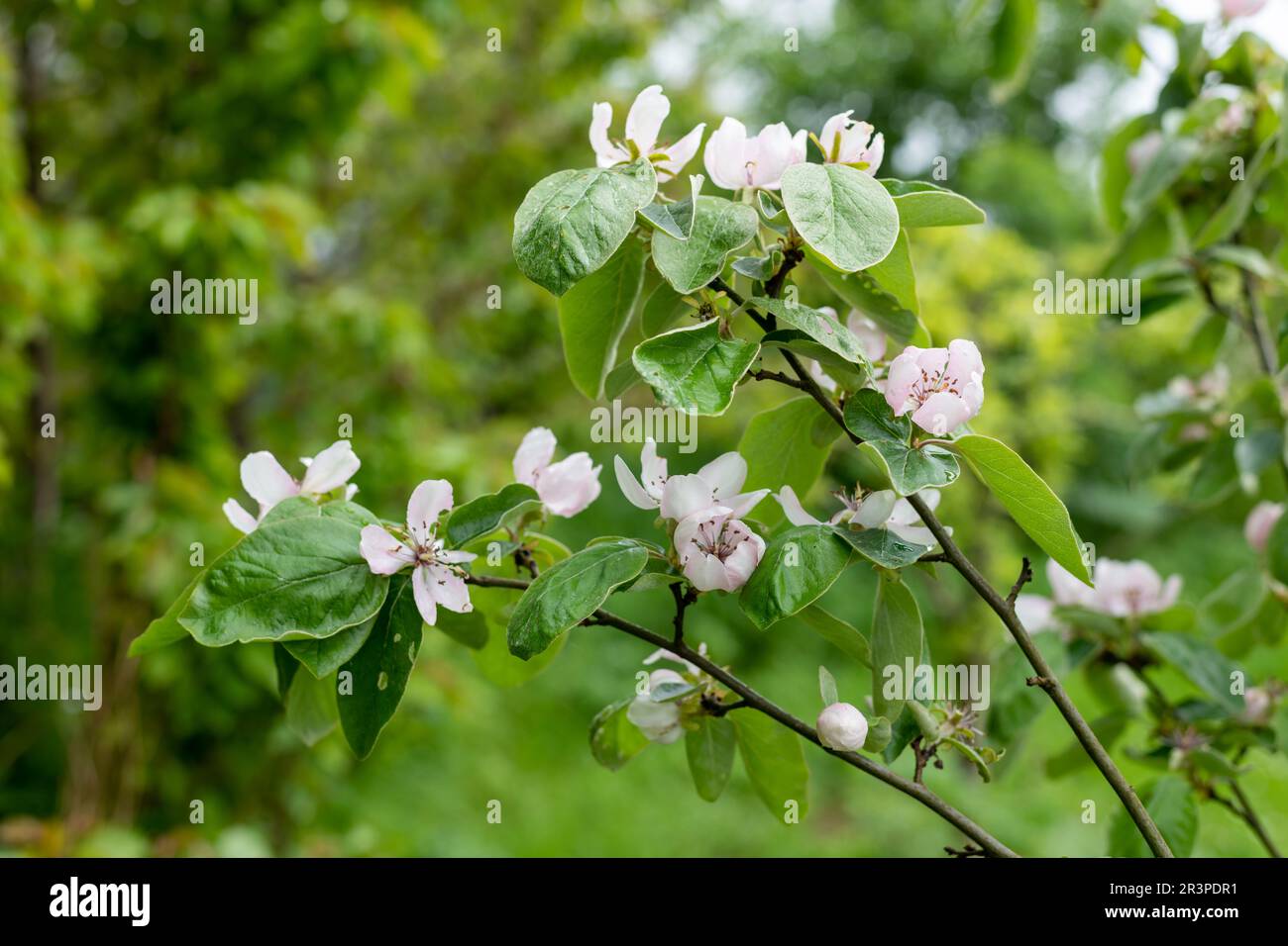 Close up of pink flowers on a quince (cydonia oblonga) tree Stock Photo ...