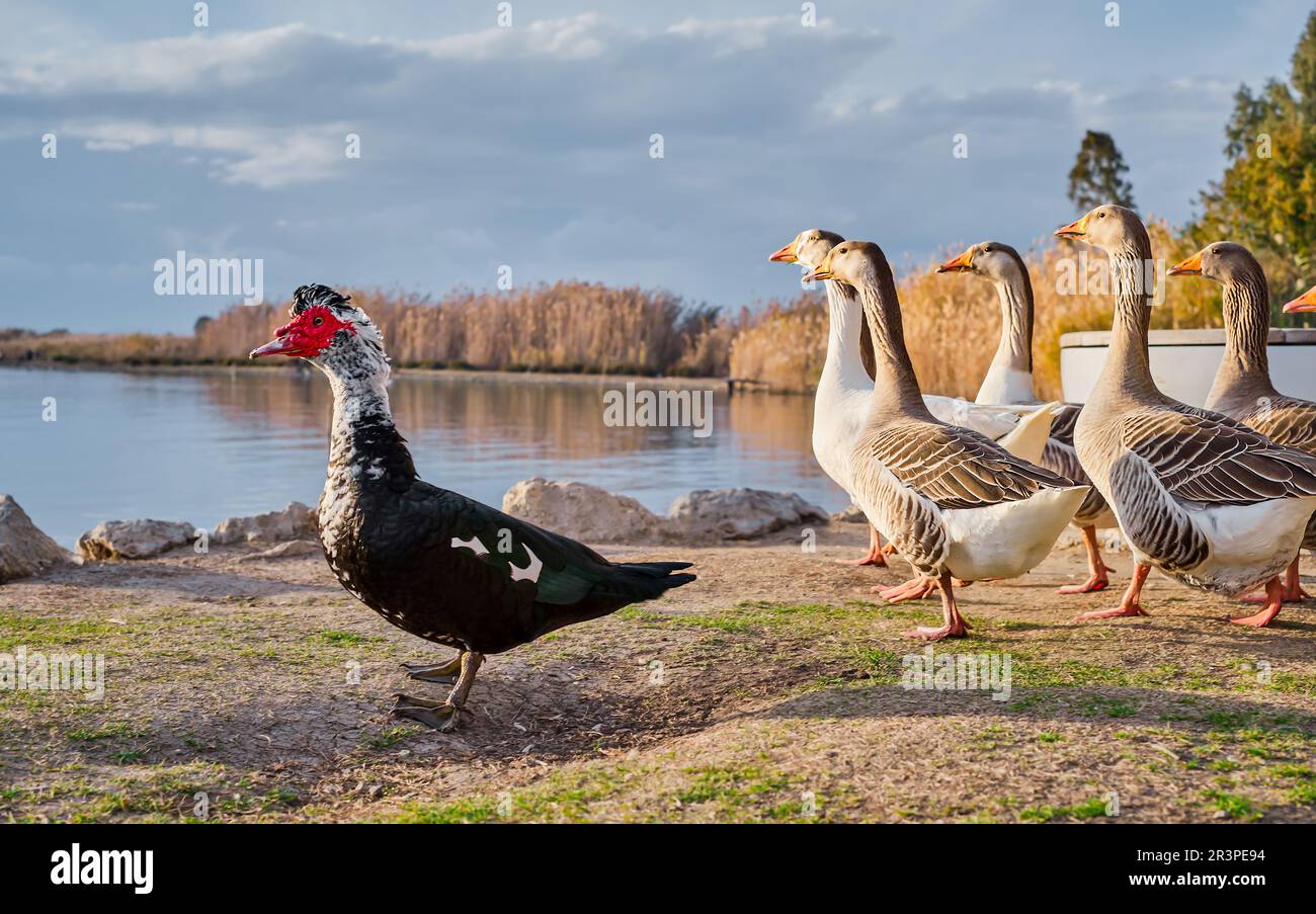 Muscovy duck and a flock of gray geese on the background of the lake ...