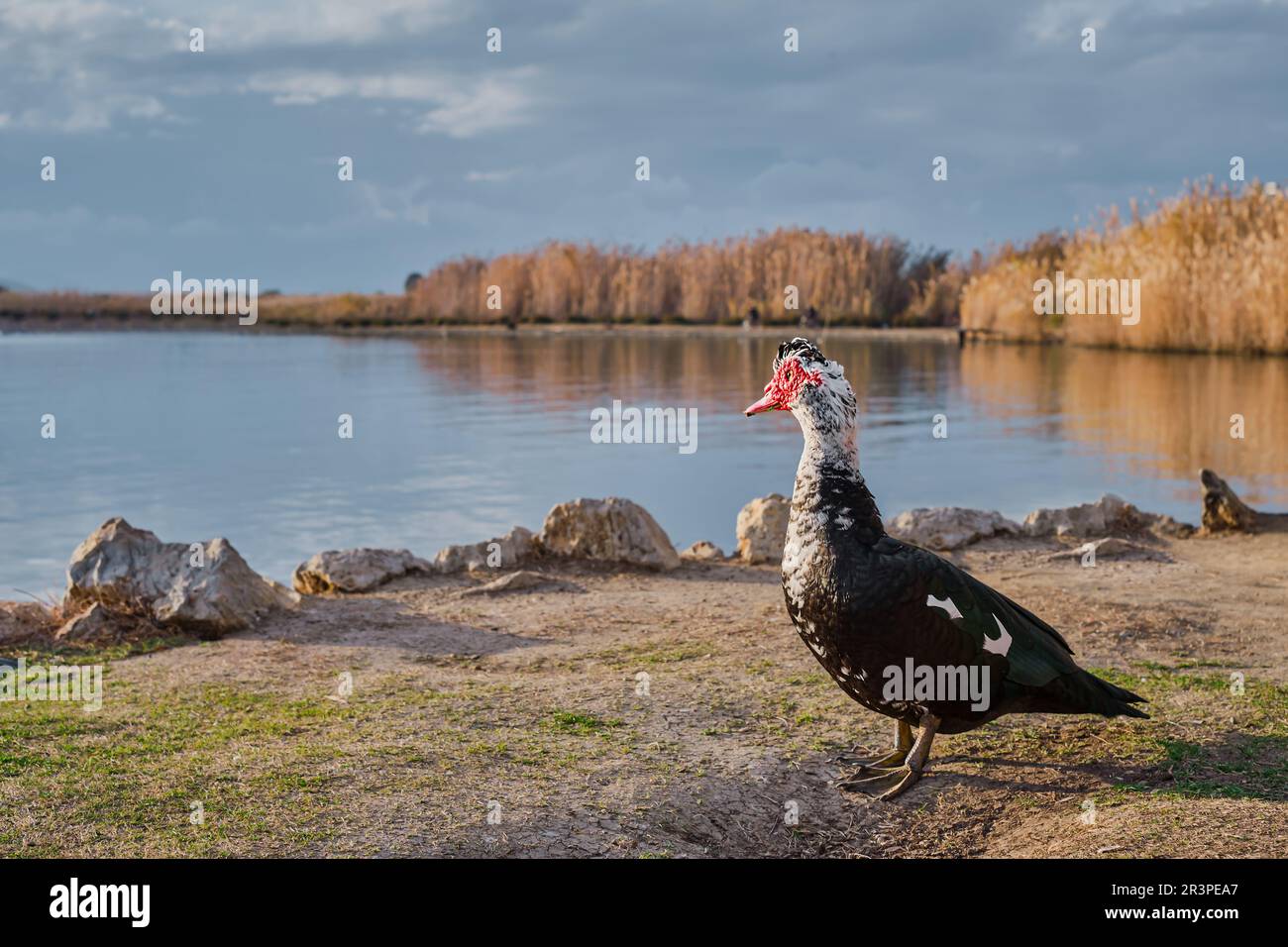 Muscovy duck stands against the background of a reservoir, farming ...