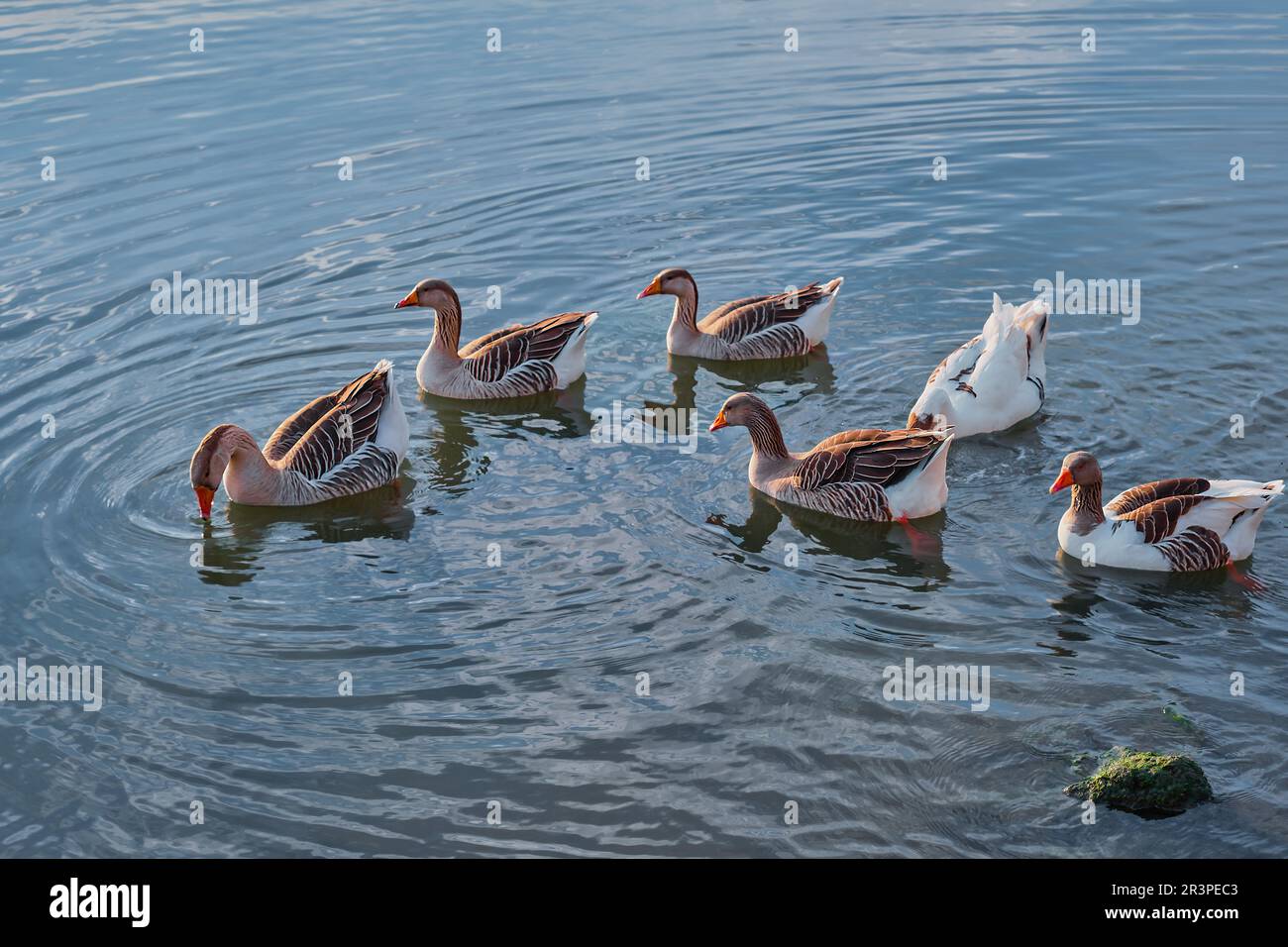 flock of gray domesticated local geese swim in the lake at a goose farm ...