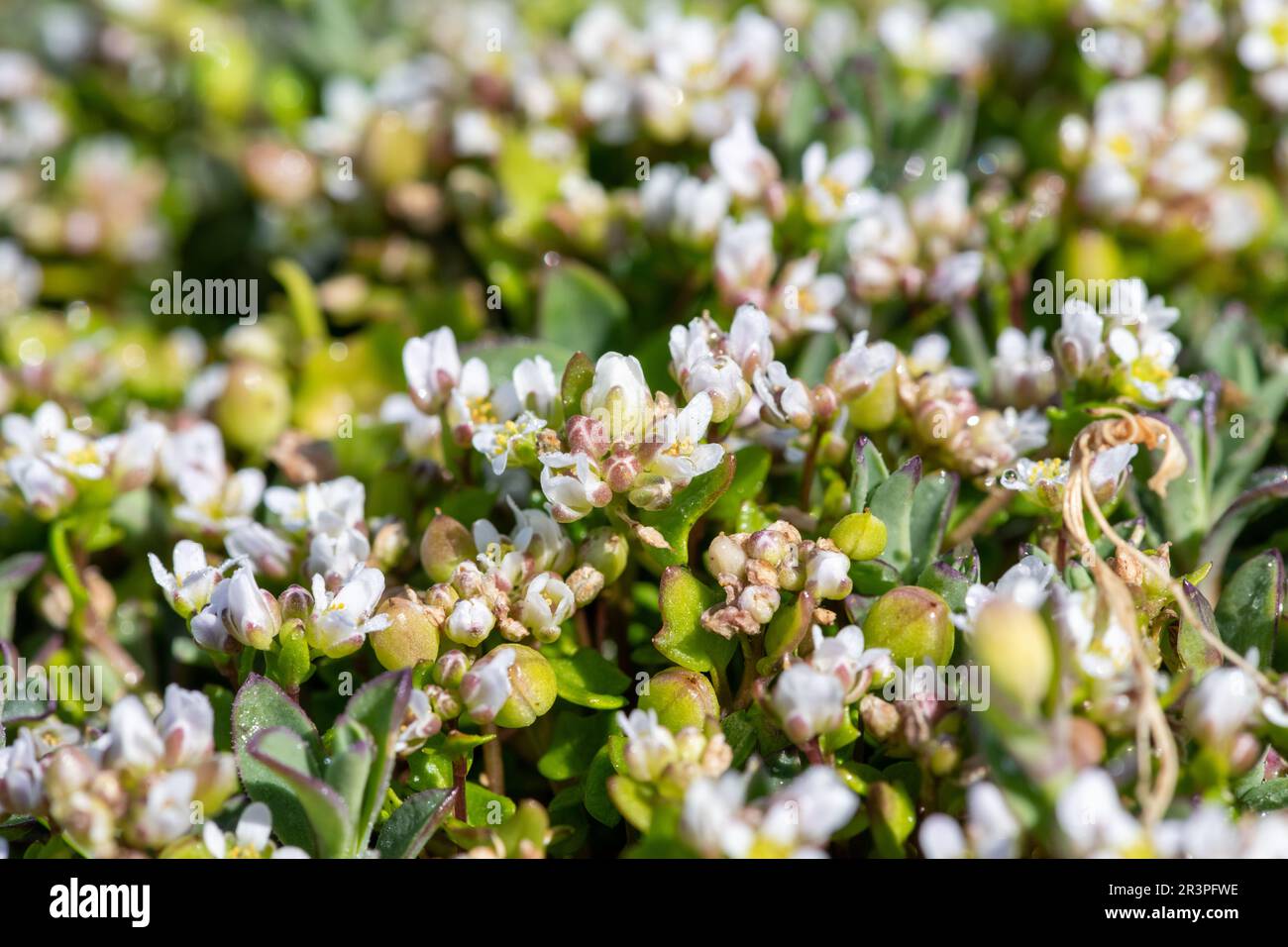 Close up of scurvygrass (cochlearia officinalis) flowers in bloom Stock ...