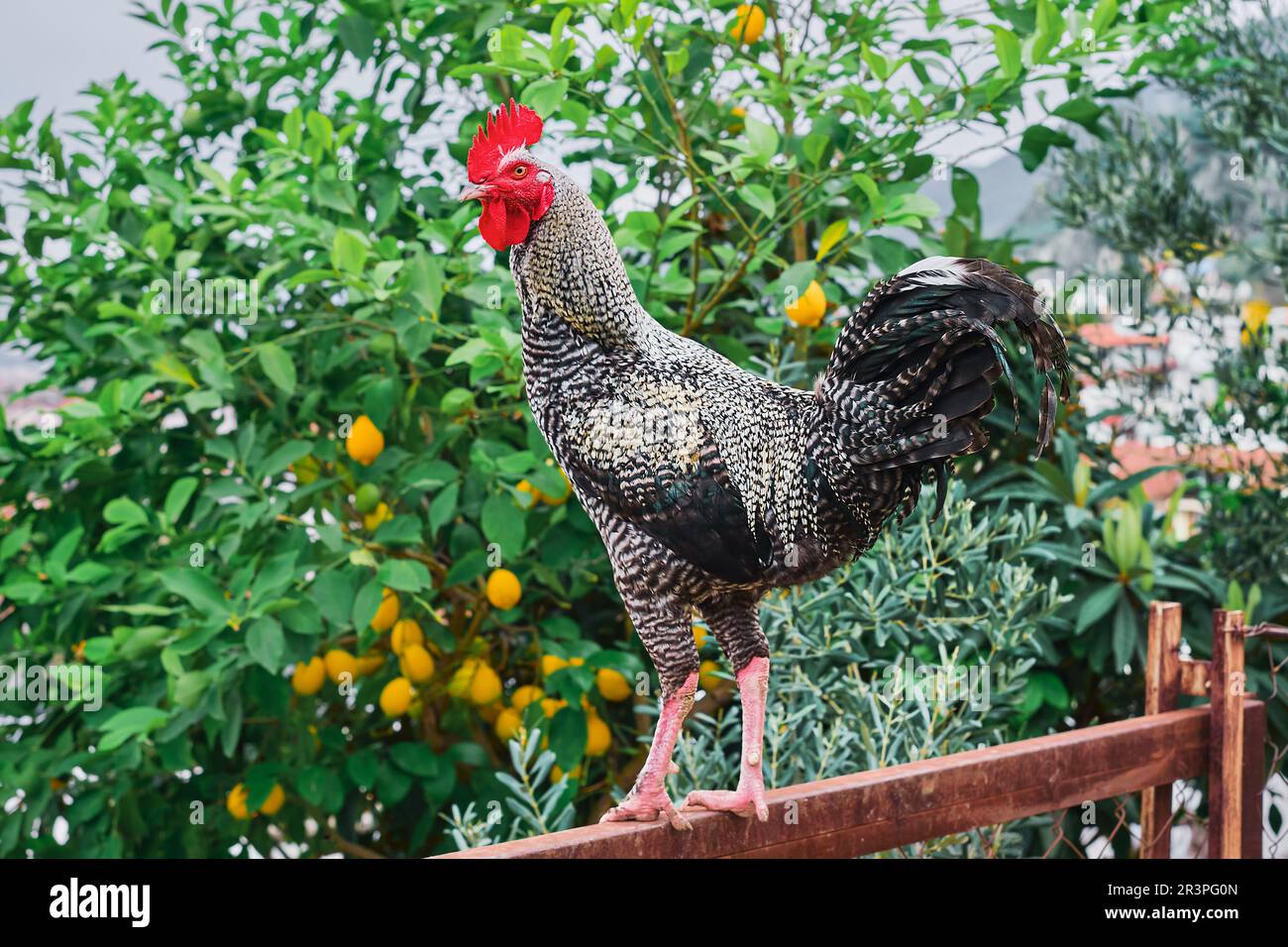 Young cockerel on a pole looks at the camera. Rooster on the background ...