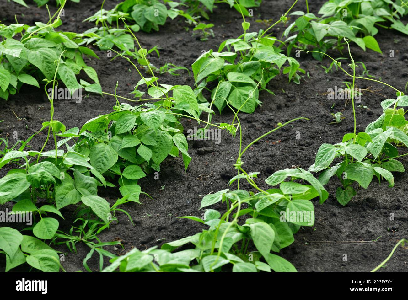 young bean sprout growing in the garden Stock Photo - Alamy