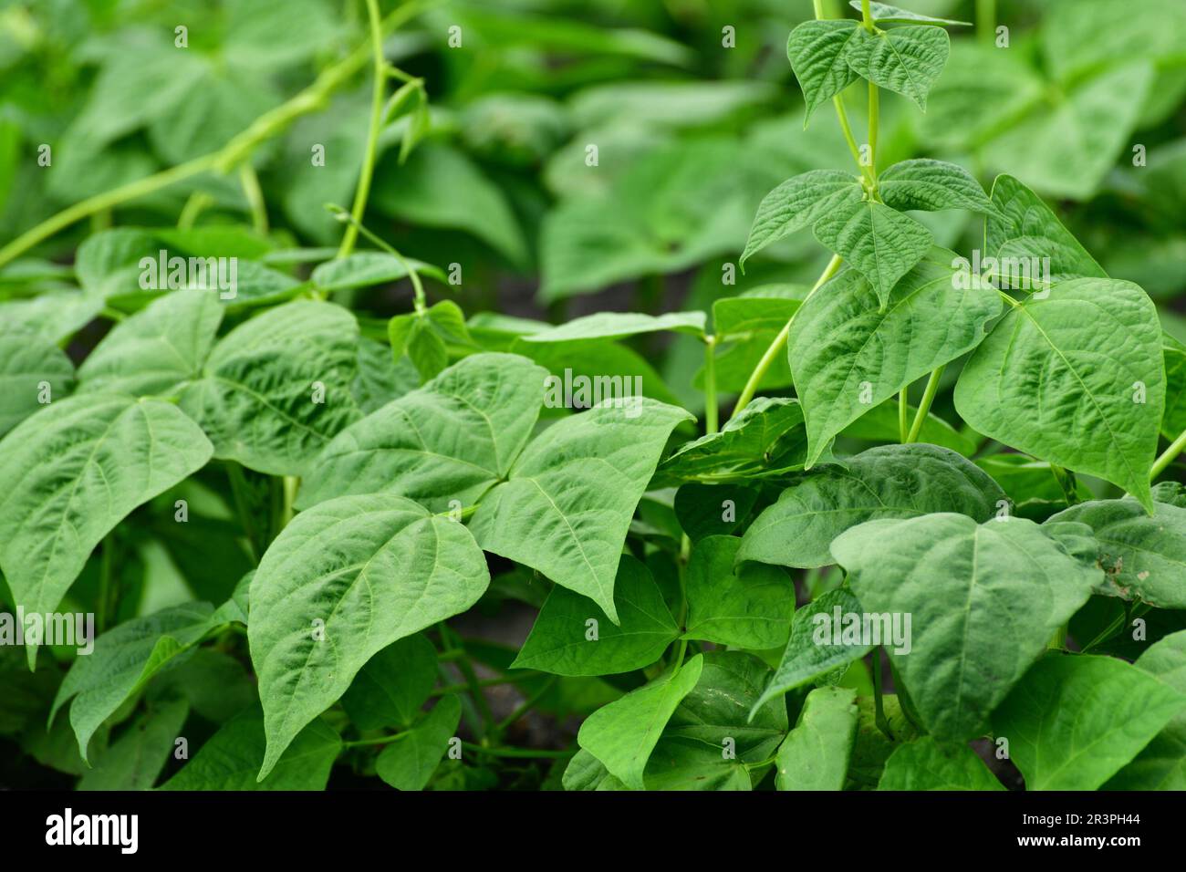 young bean sprout growing in the garden Stock Photo - Alamy