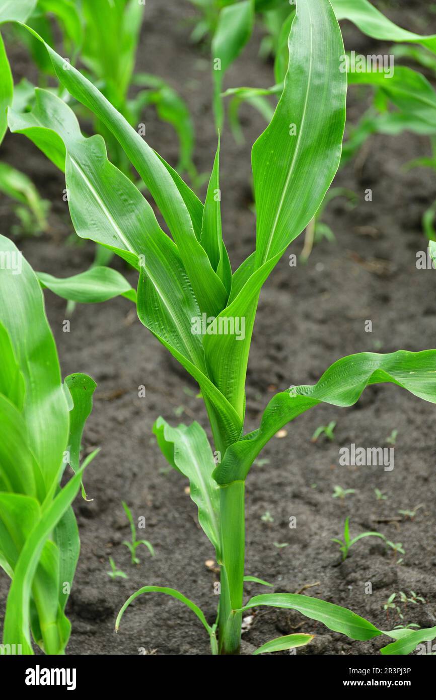 Corn leaves curl hi-res stock photography and images - Alamy