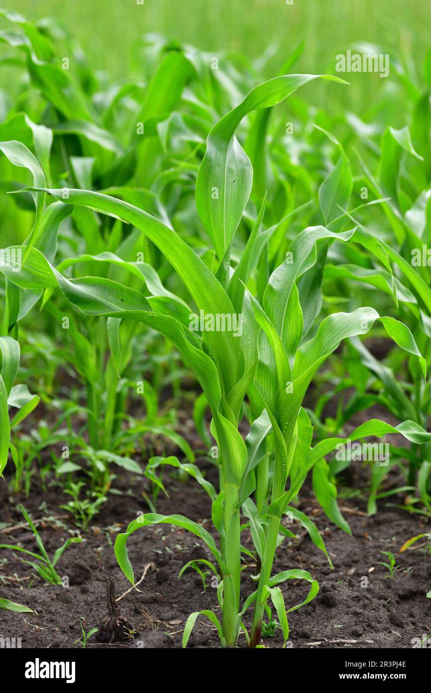 Corn leaves curl hi-res stock photography and images - Alamy