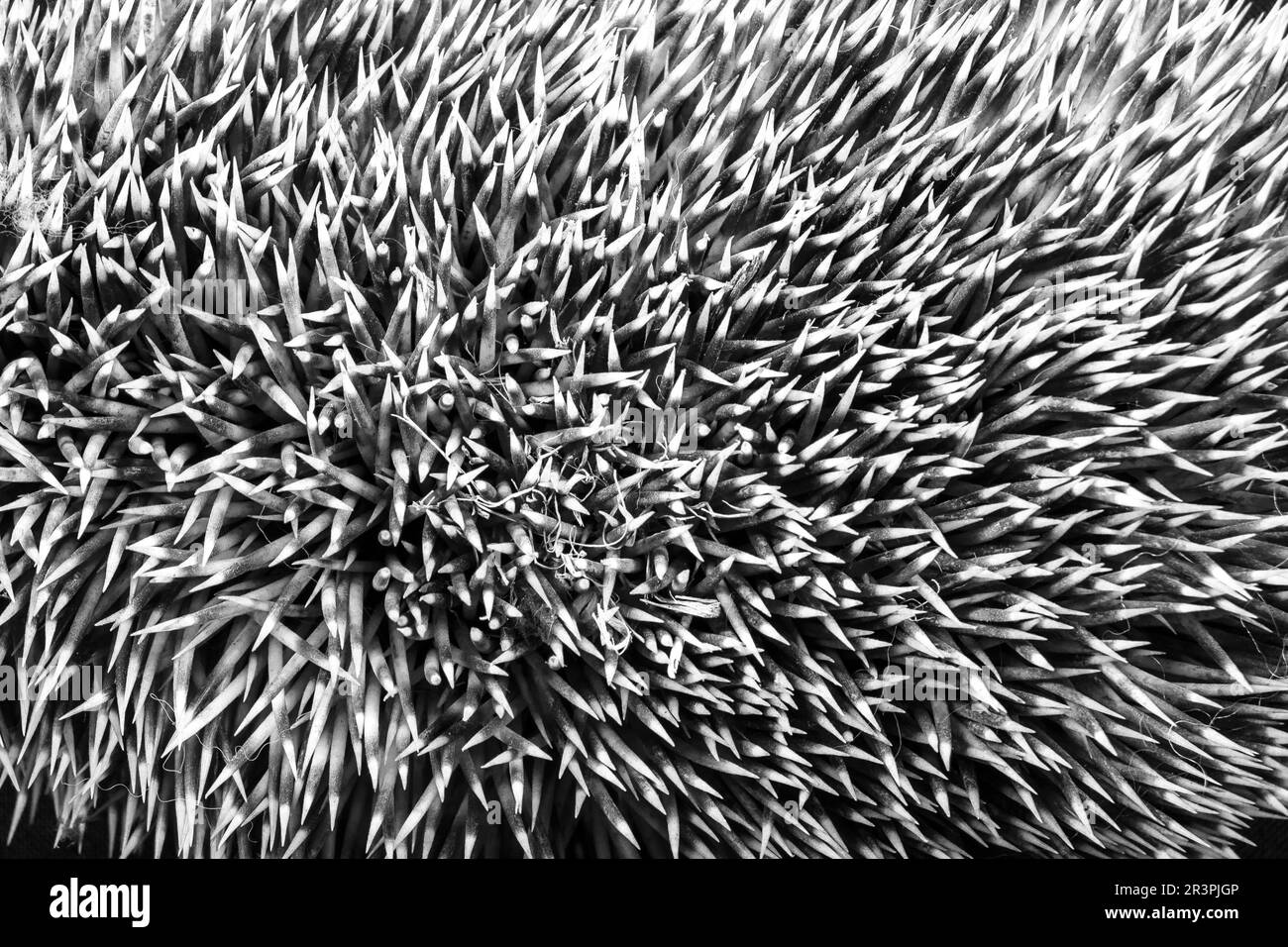 Texture. Animal fur. The coat is long and short. Colored and monochrome ...