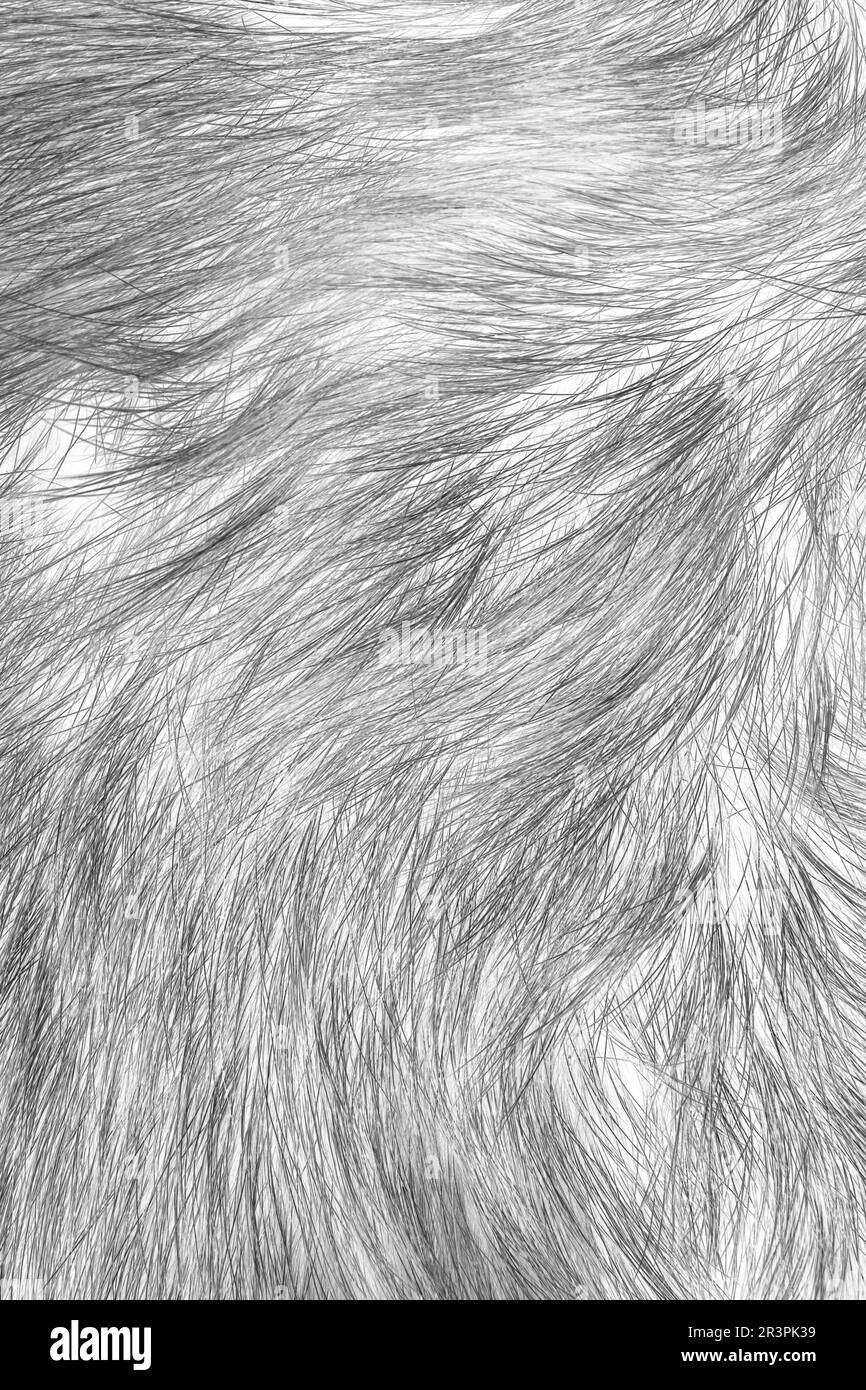 Texture. Animal fur. The coat is long and short. Colored and monochrome ...