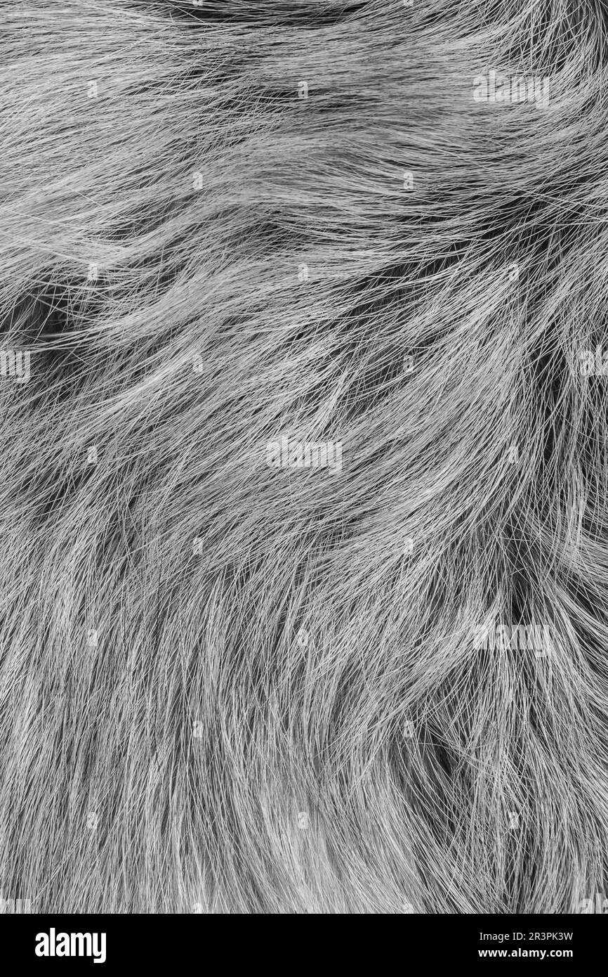 White Wolf Fur Texture