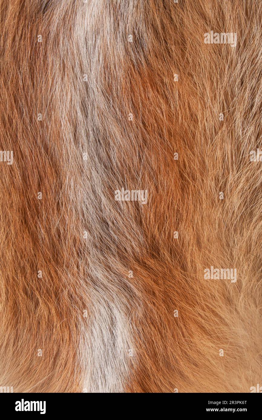 Texture. Animal fur. The coat is long and short. Colored and monochrome ...