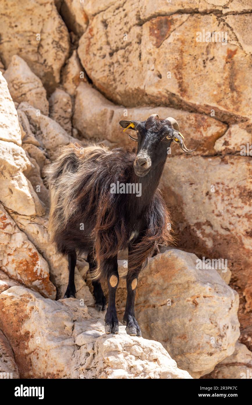 Goat in the cliffs of Seitan Limania beach, Crete Stock Photo - Alamy