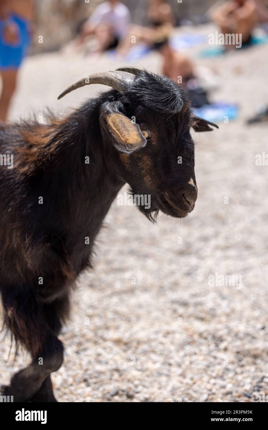 Close up of a goat in Seitan Limania beach Stock Photo - Alamy