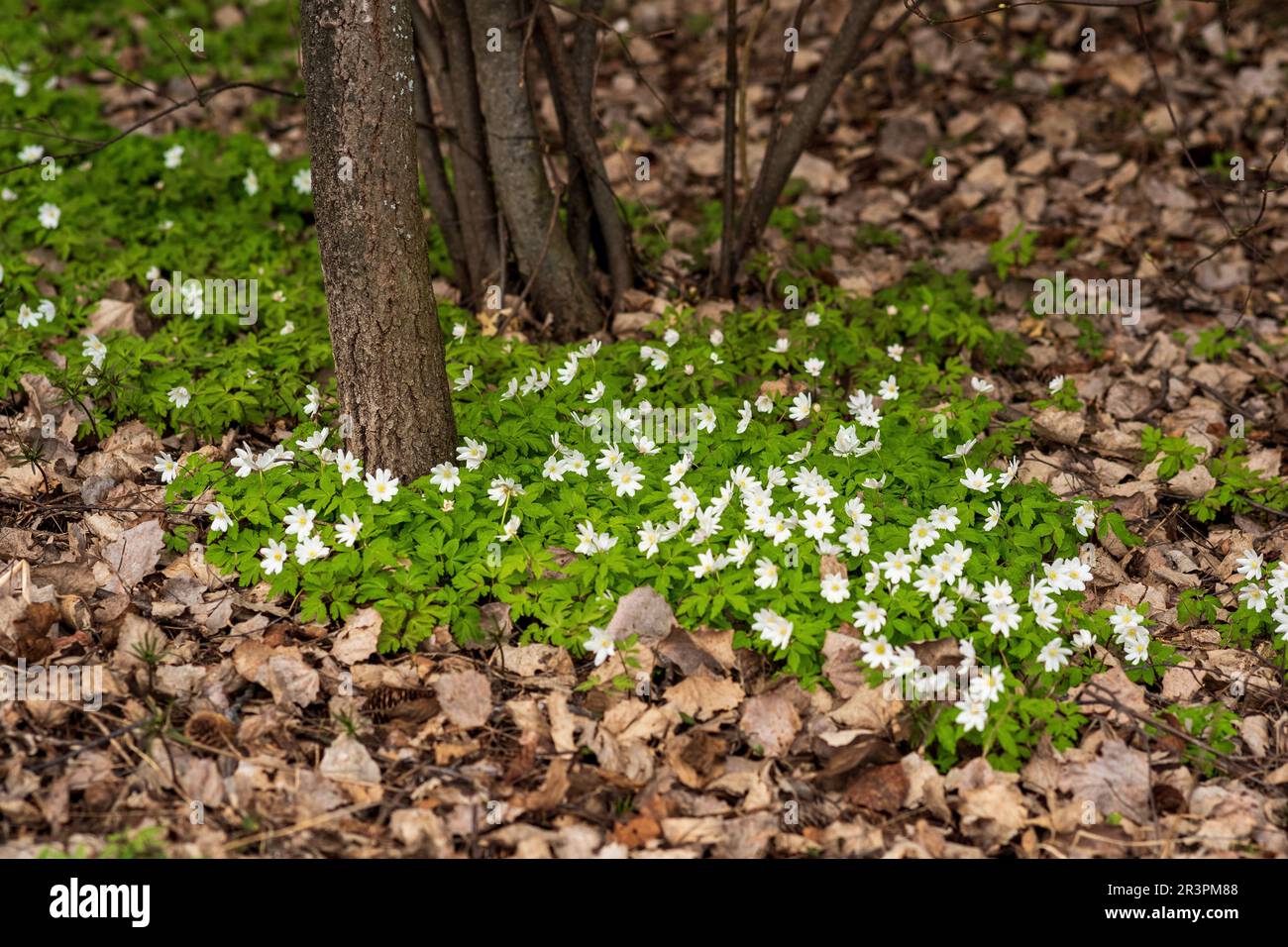 first spring flowers wood anemones among the dry foliage in the forest ...