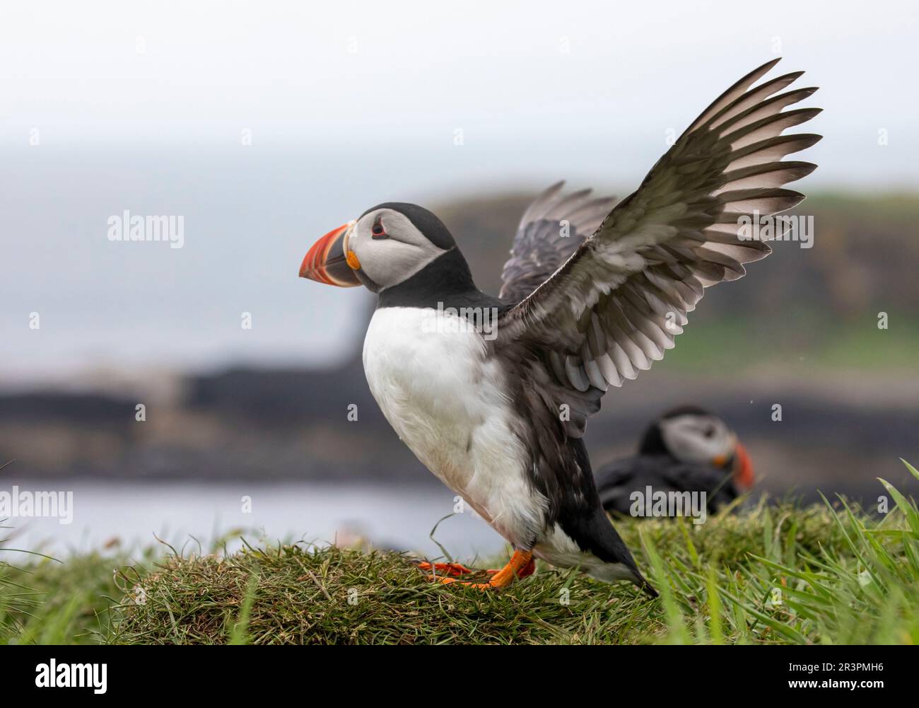 Isle of lunga wildlife hi-res stock photography and images - Alamy