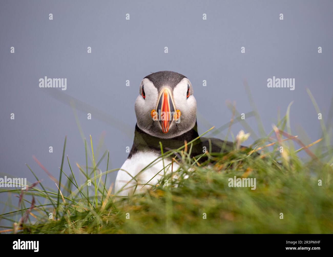Pufffins, Isle of Lunga, Scotland Stock Photo - Alamy