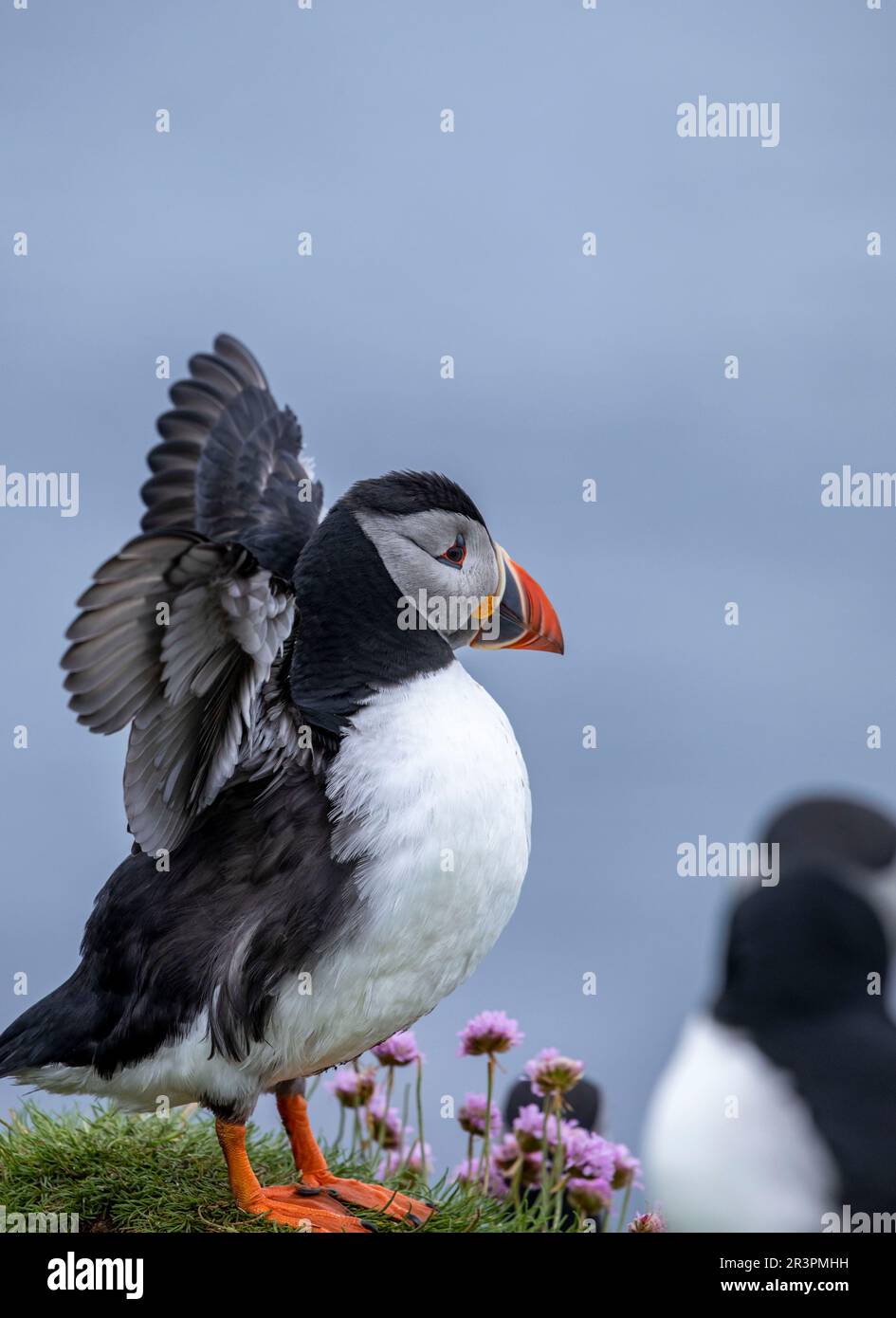 Pufffins, Isle of Lunga, Scotland Stock Photo - Alamy