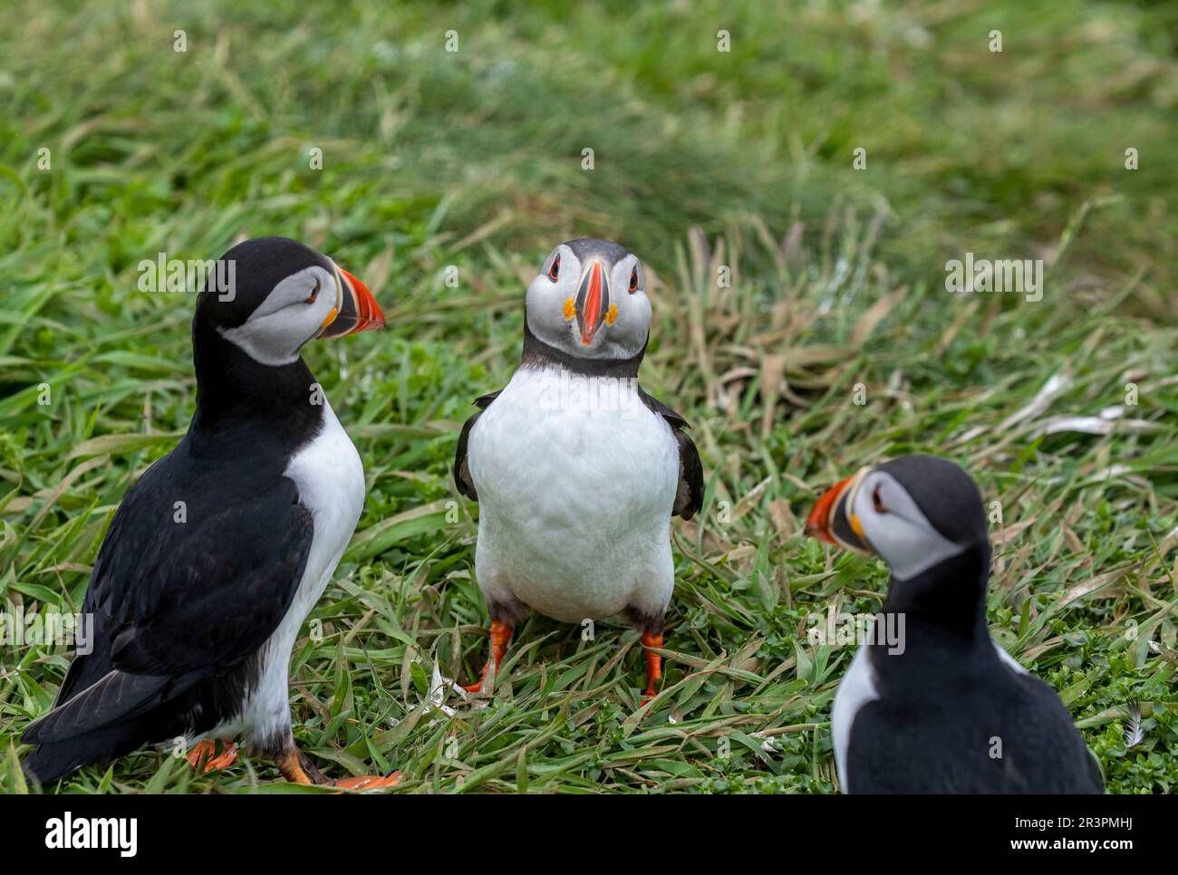 Pufffins, Isle of Lunga, Scotland Stock Photo - Alamy
