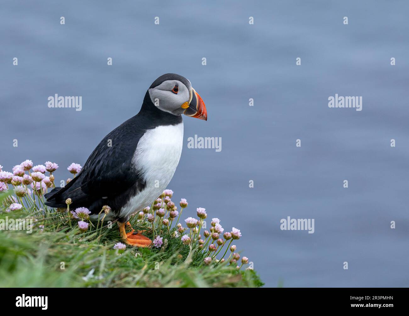 Pufffins, Isle of Lunga, Scotland Stock Photo - Alamy