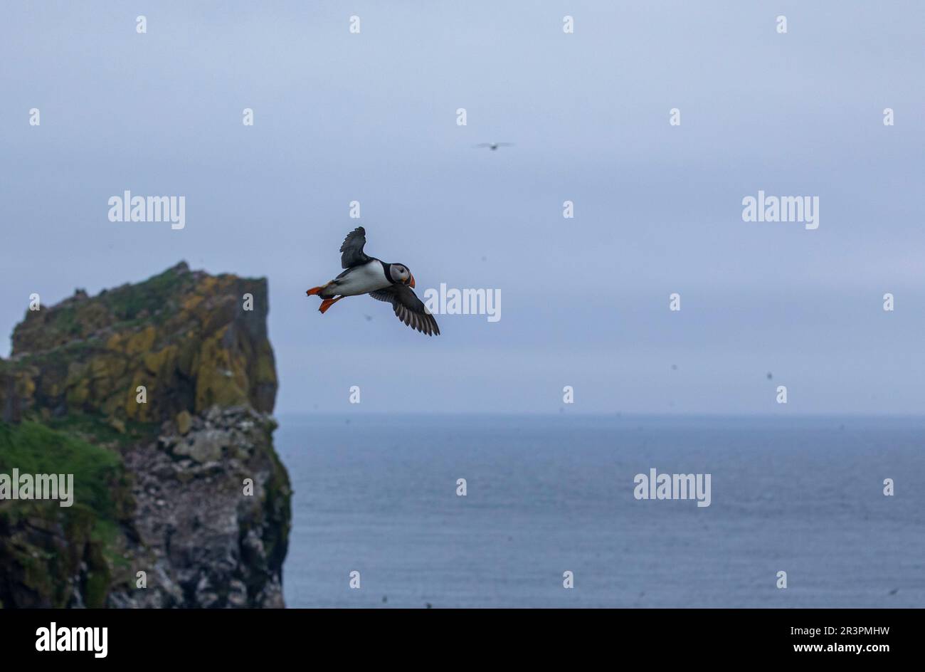 Pufffins, Isle of Lunga, Scotland Stock Photo - Alamy